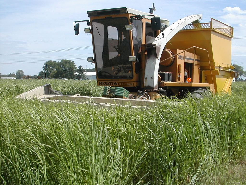 Switching to switchgrass? Study models soil impact of… | Canary Media