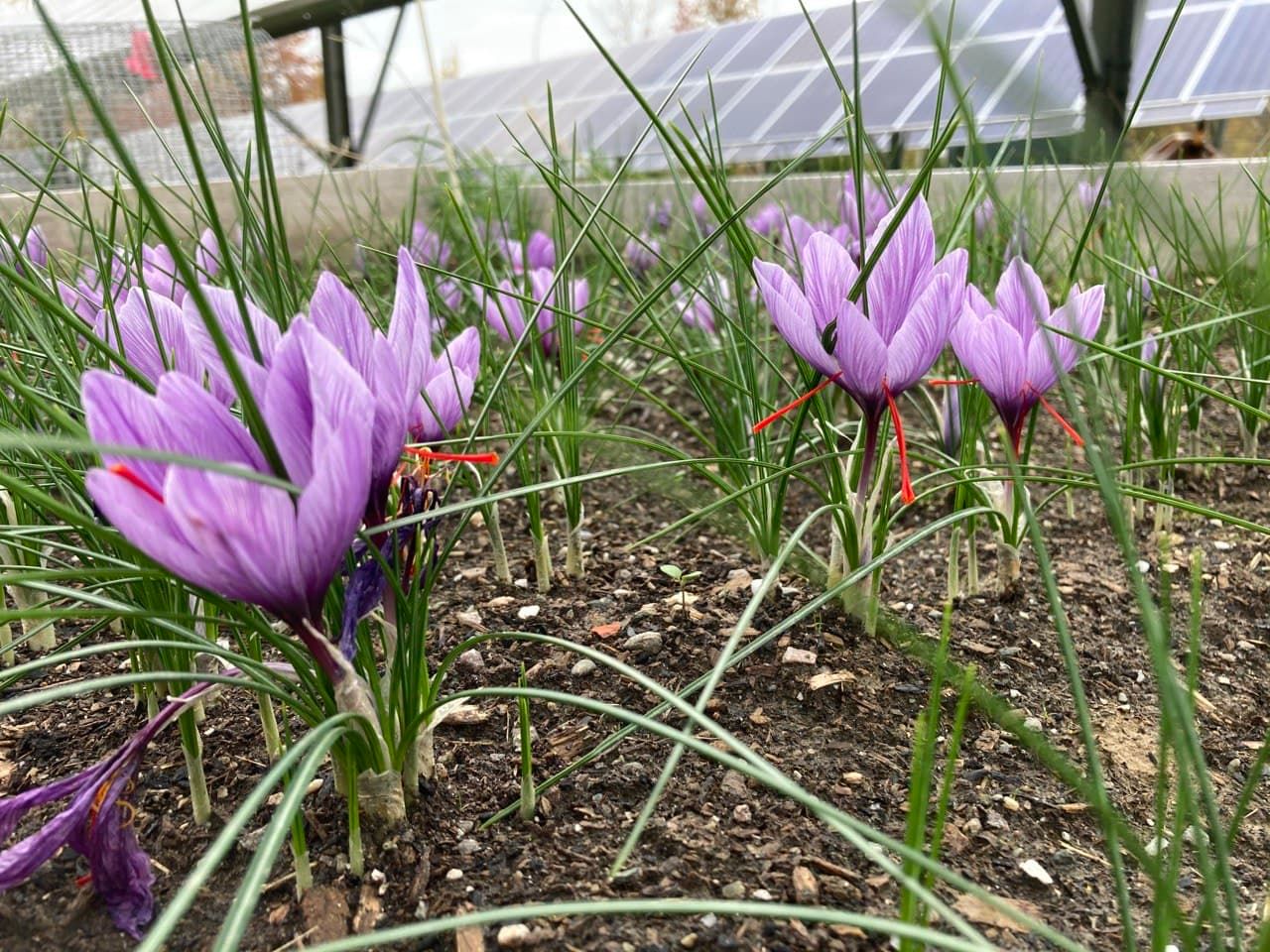 Vermont growers see potential in pairing saffron and… | Canary Media