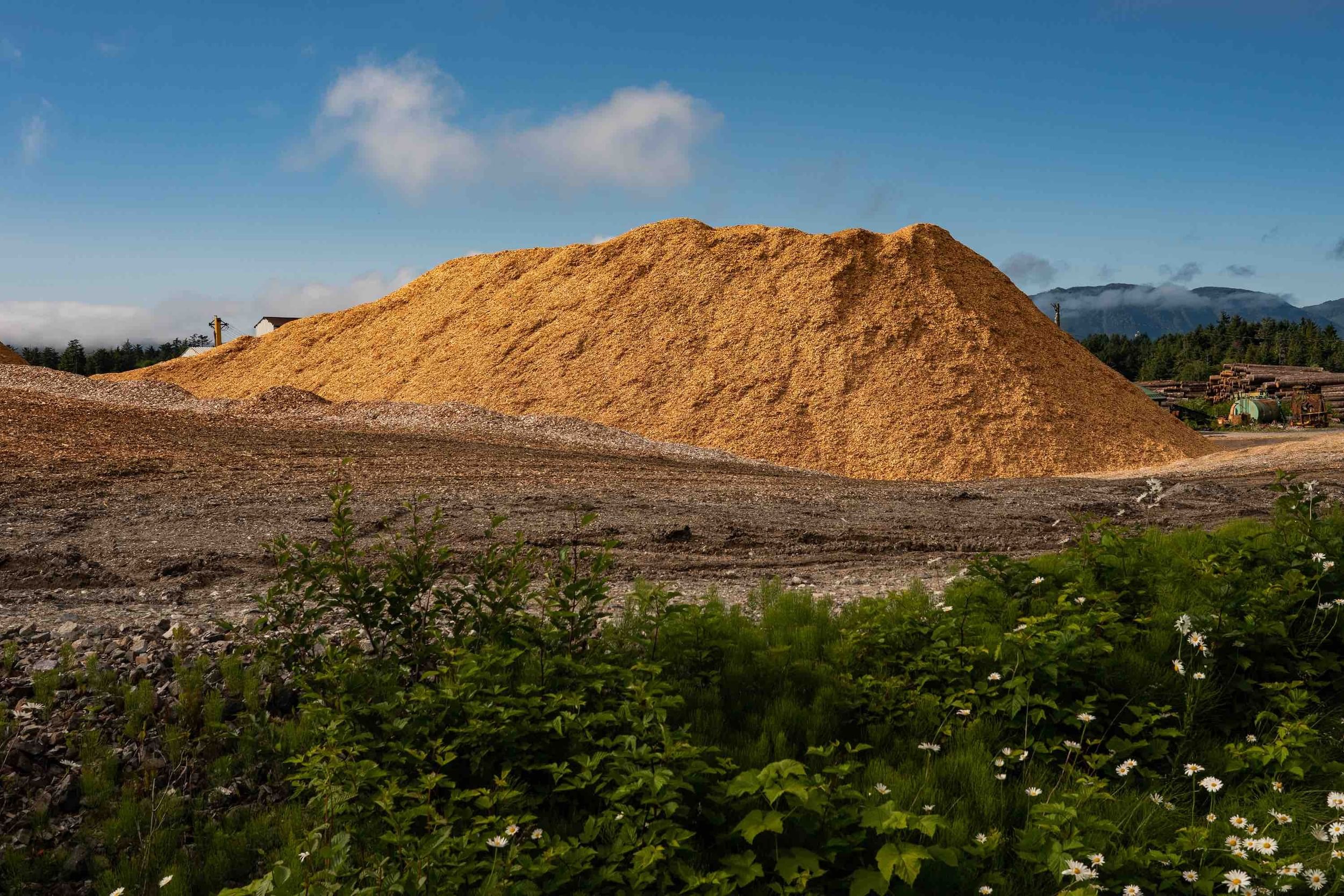 Burying plant waste removes CO2 from the air. But can… | Canary Media
